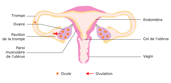 Fonctionnement De Lappareil Reproducteur Féminin Mymaxicours